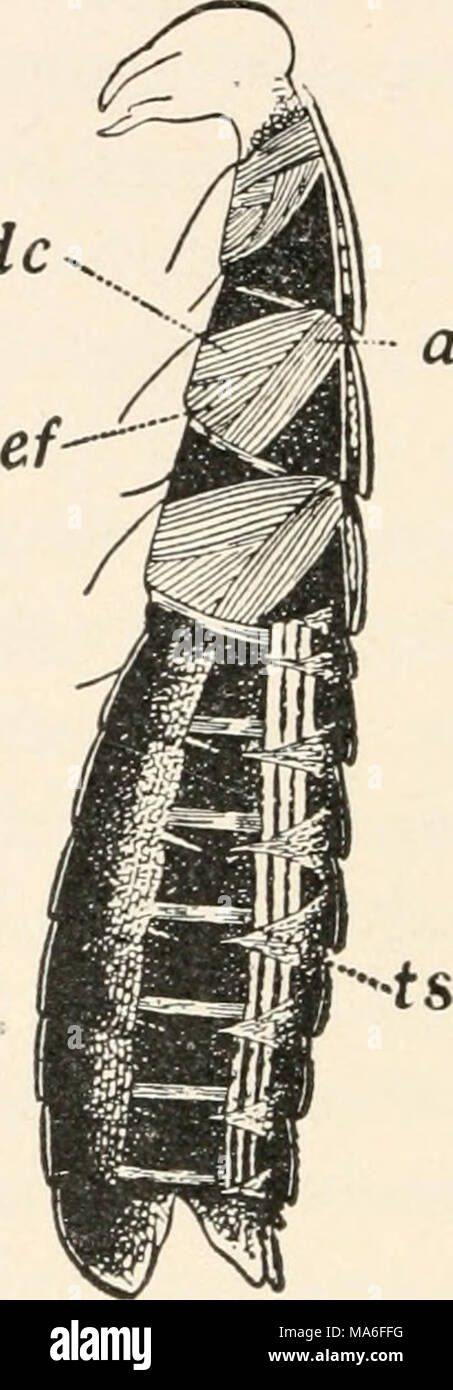 Os coxa hi-res stock photography and images - Alamy