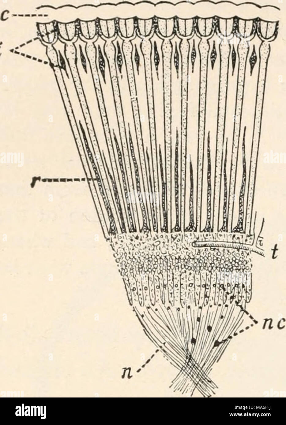 . Elementary entomology . FIG. 45. Portion of compound eye of fly ...
