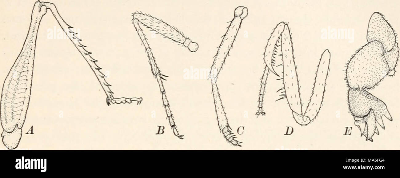 . Elementary entomology . FIG. 25. Types of insect legs A, grasshopper ...