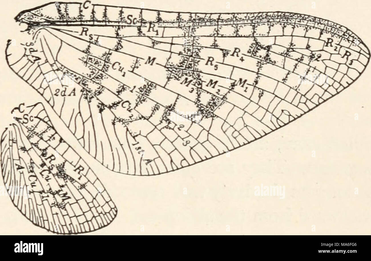 . Elementary entomology . FIG. 28. Wing of May-fly, showing ...