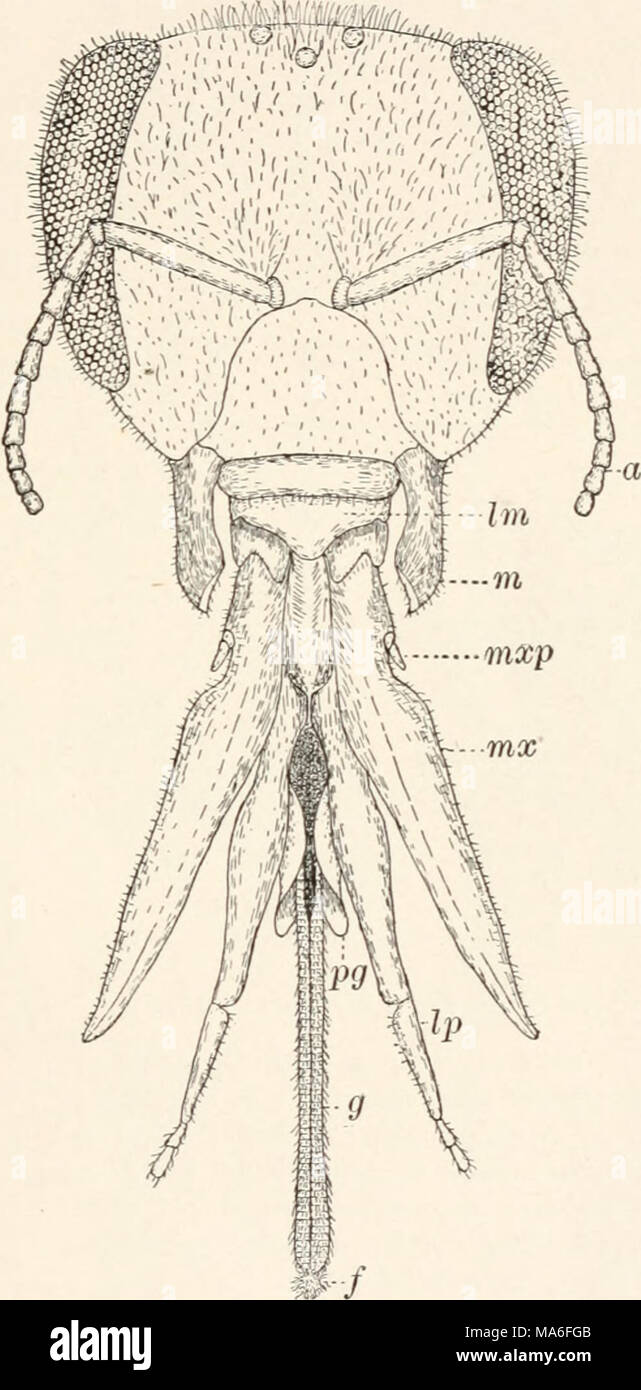 . Elementary entomology . f FIG. 21. Mouth-parts of the honey-bee ...