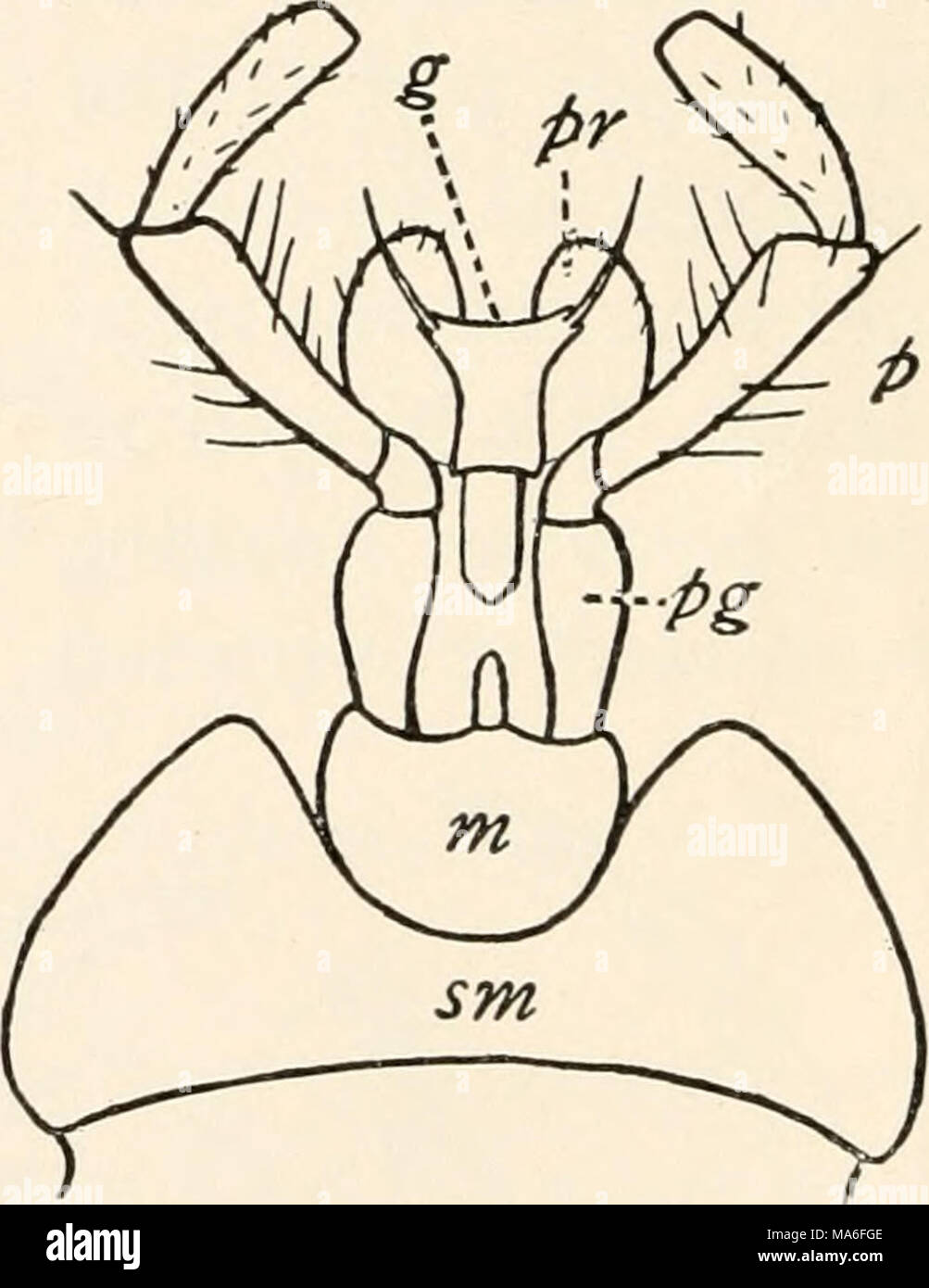 Mentum hi-res stock photography and images - Alamy