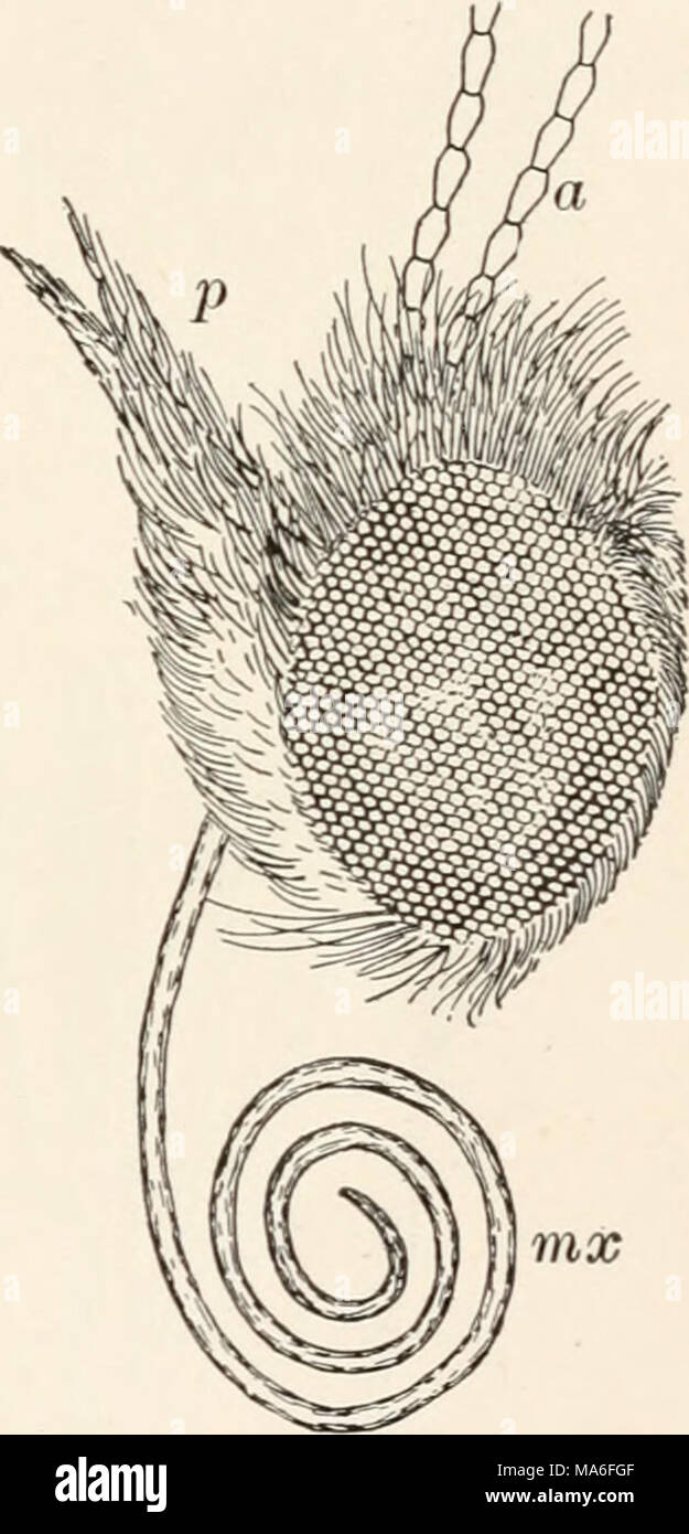. Elementary entomology . FIG. 15. Mouth-parts of the squash-bug lab ...