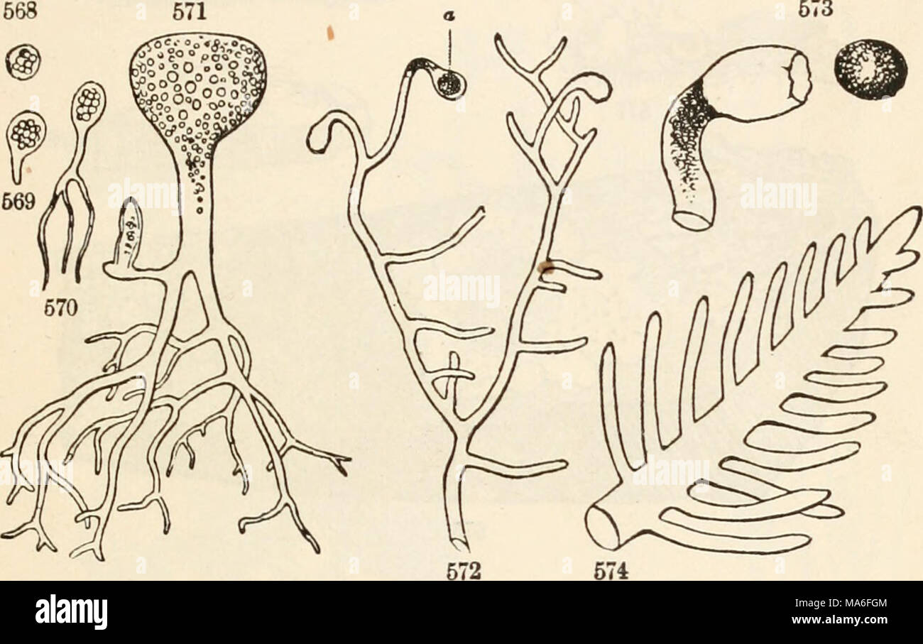 . The elements of botany for beginners and for schools Stock Photo - Alamy
