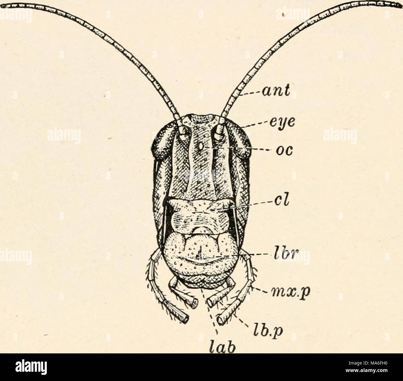 Maxillary palpi hi-res stock photography and images - Alamy