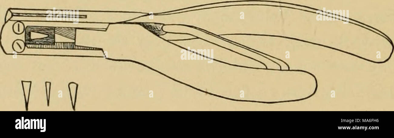 . Elementary entomology . Fig. 485. Point punch Stock Photo - Alamy