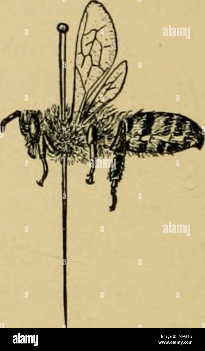 . Elementary entomology . Fig. 4S4. Showing method of pinning ...