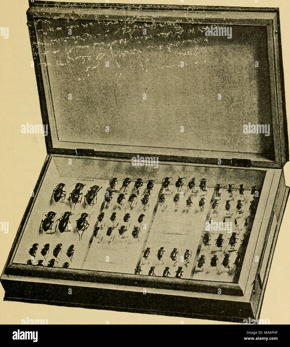 . Elementary entomology . Fig. 48S. A Schmitt insect box, opened to ...