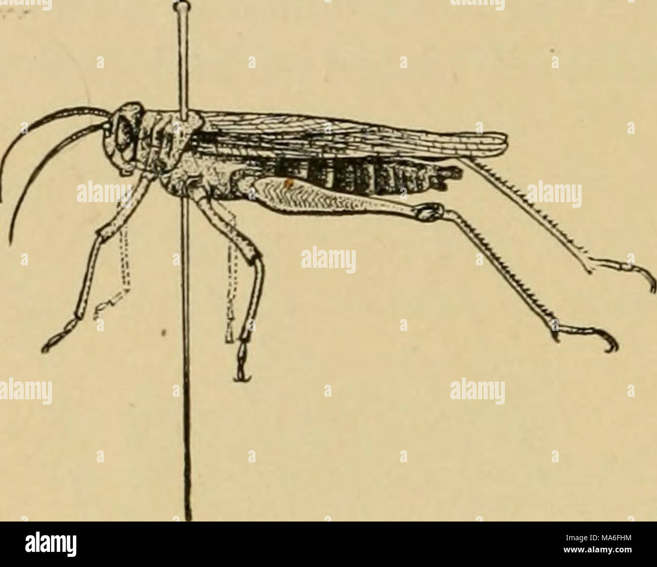 Book lice hi-res stock photography and images - Alamy