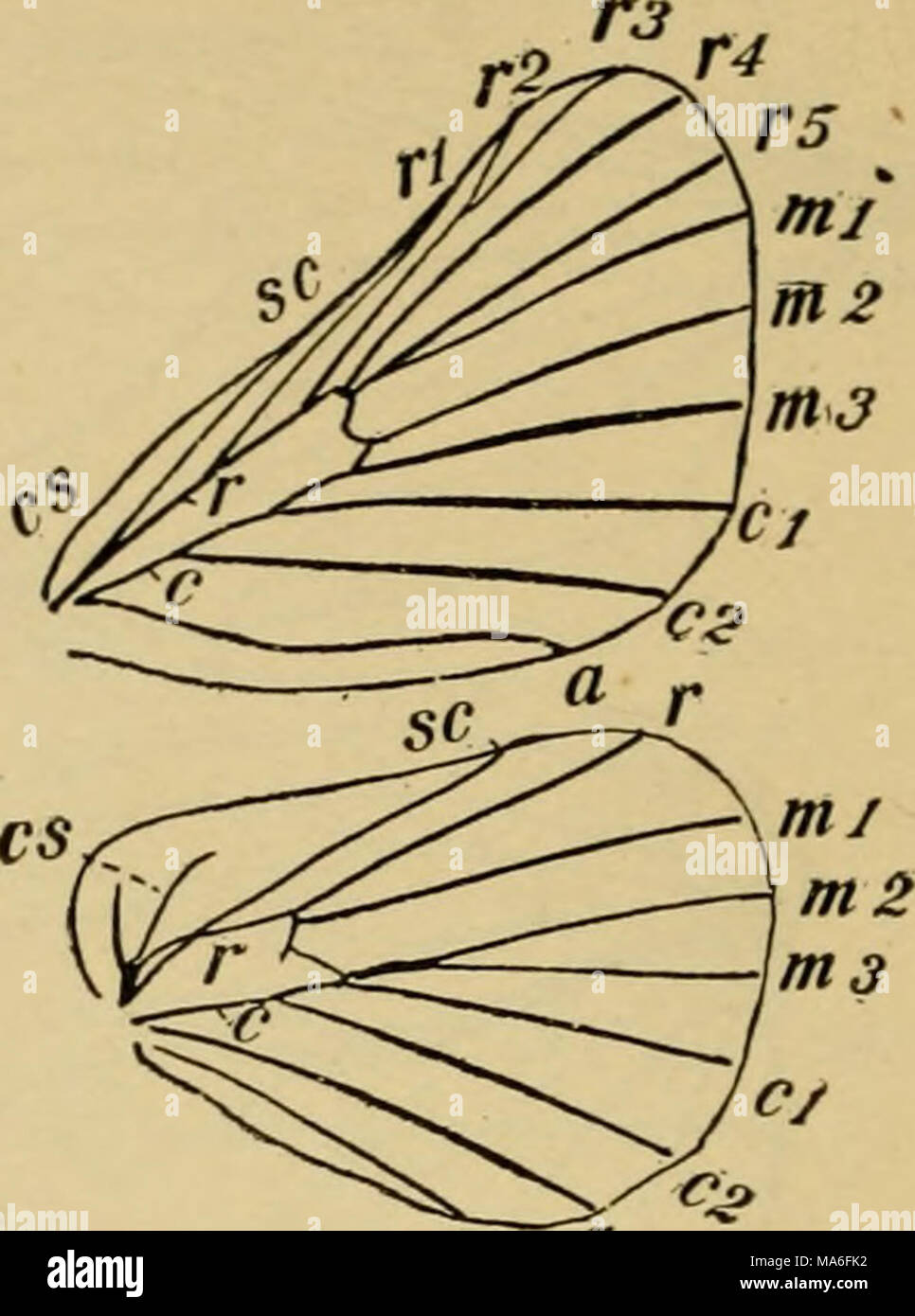 . Elementary entomology . Fig. 446. Venation of a lasio- campid ...