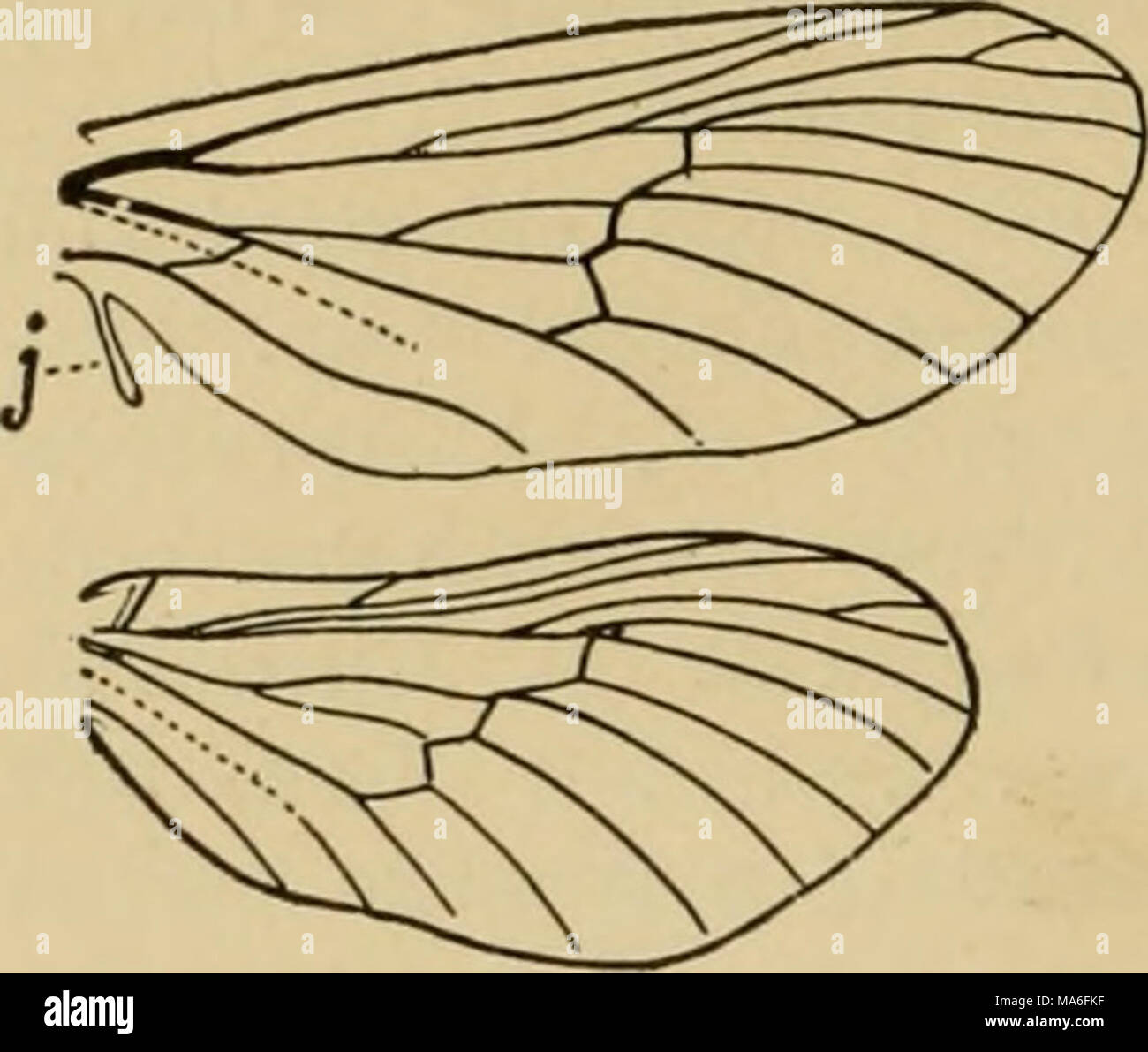 . Elementary entomology . CLXizir^ Fig. 437. Diagram of wings of Hepialus gracilis, showing ...