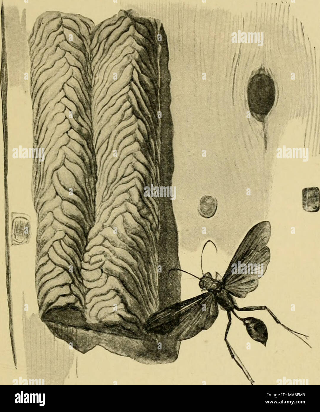 . Elementary entomology . Fig. 418. Mud-dauber wasp {Pelopaens sp.) and ...