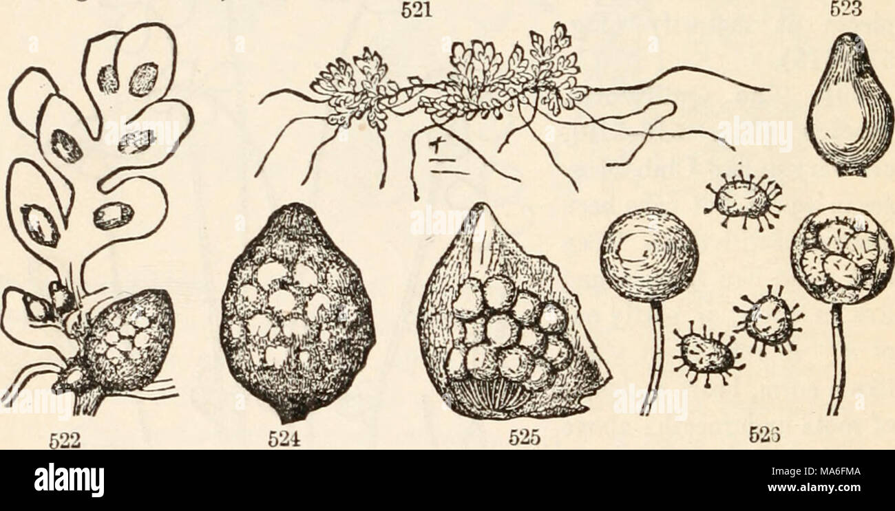 . The elements of botany for beginners and for schools Stock Photo - Alamy