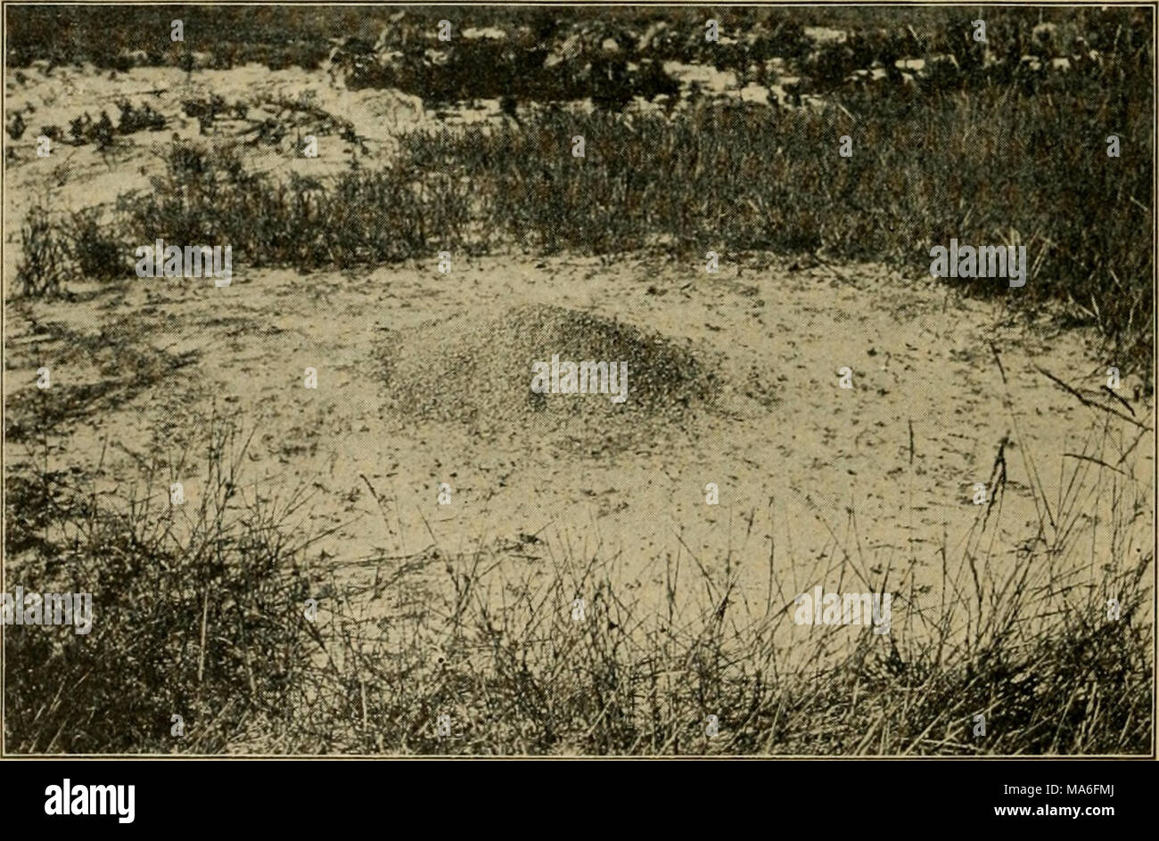. Elementary entomology . Fig. 410. Mound nest of western agricultural ...
