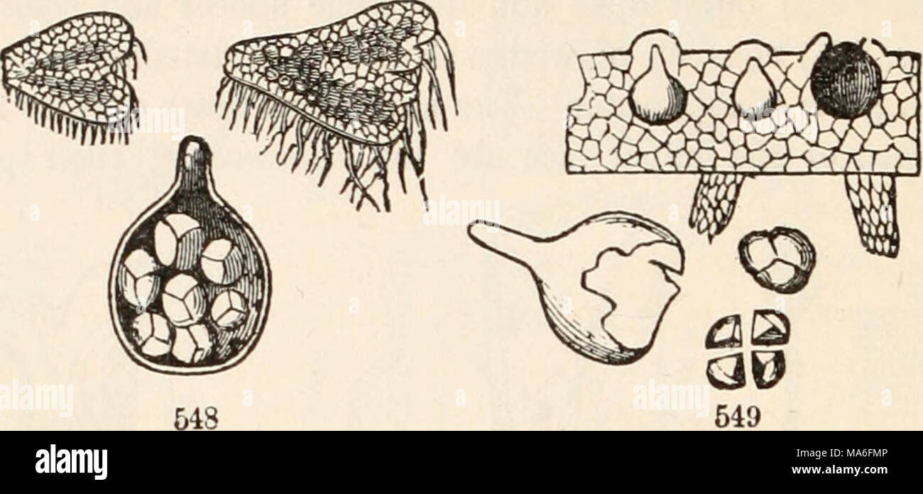 . The elements of botany for beginners and for schools Stock Photo - Alamy