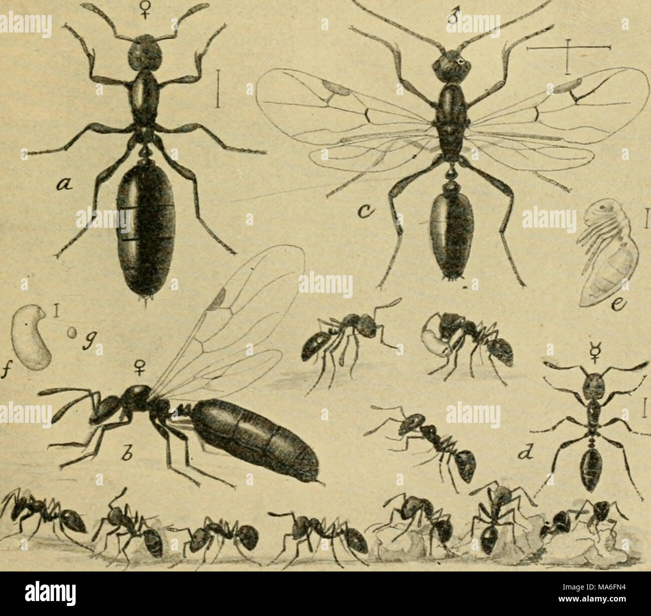 Little Black Ant Queen