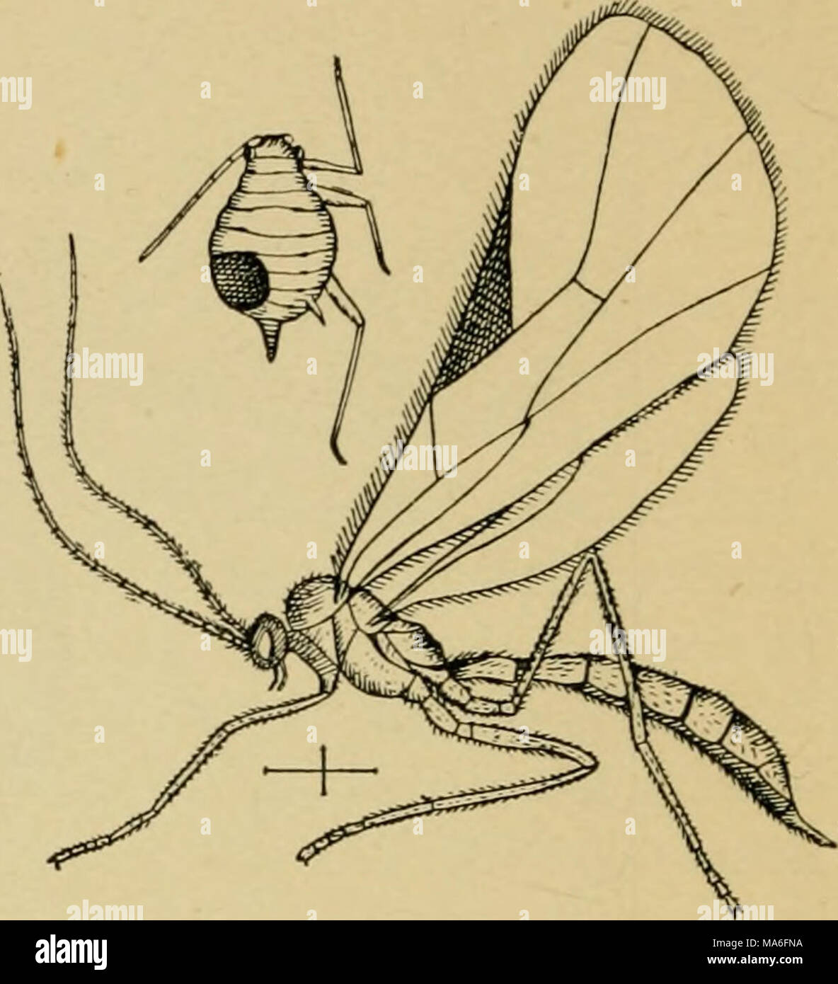 . Elementary entomology . Fig. 399. Wheat-louse parasite [Aphiditis ...
