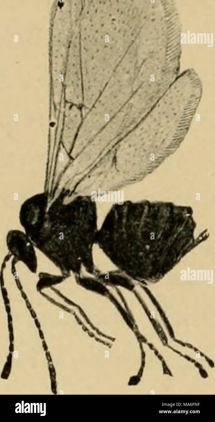 . Elementary entomology . Fig. 391. A gall-fly (C)'- 7iips ...