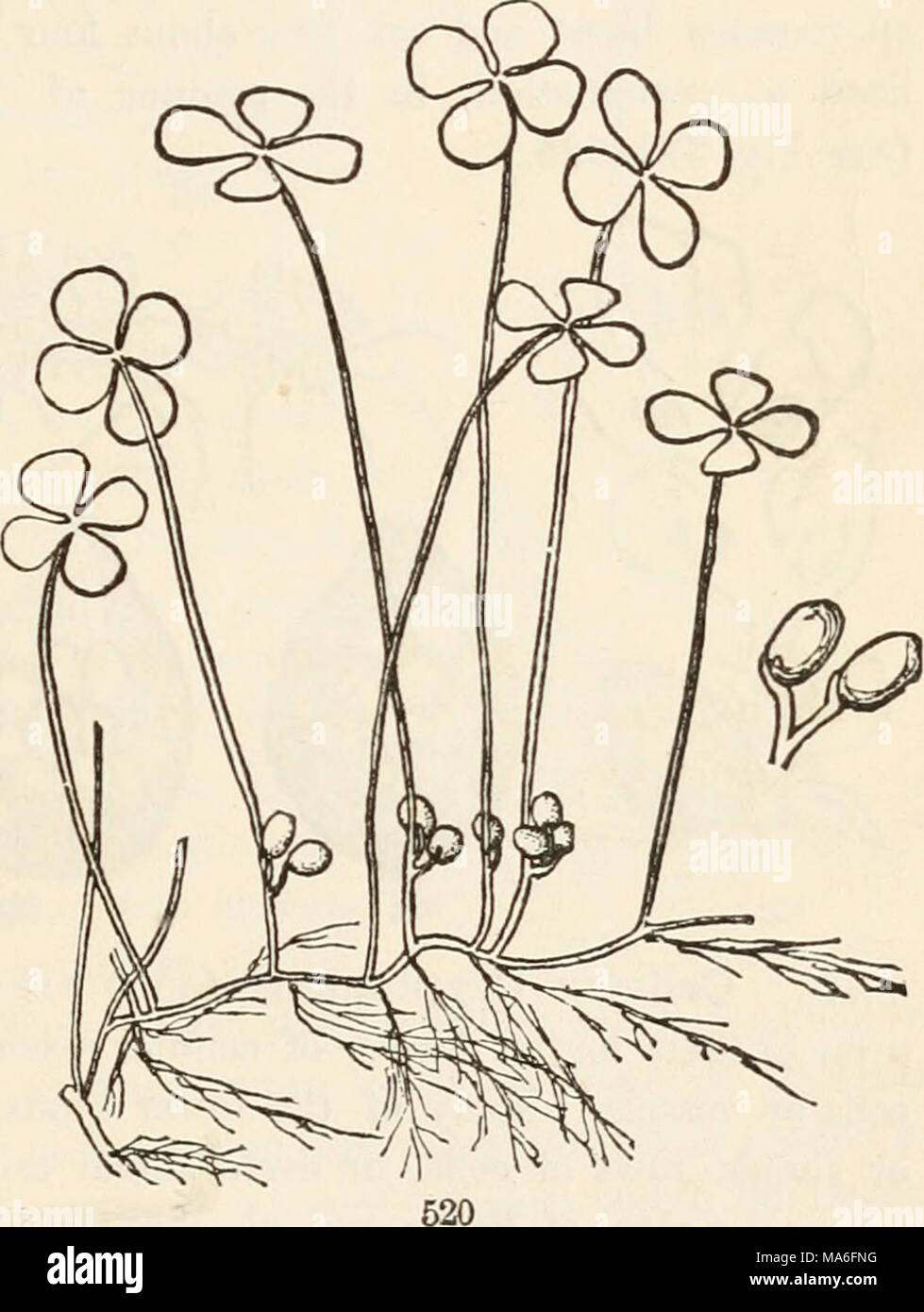 . The elements of botany for beginners and for schools Stock Photo - Alamy