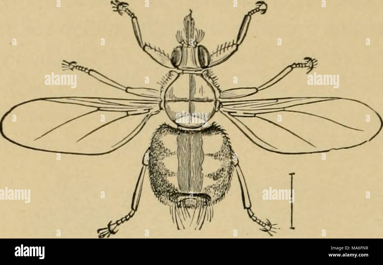 . Elementary entomology . Fig. 381. A louse-fly (C^^rj/fl sp ...