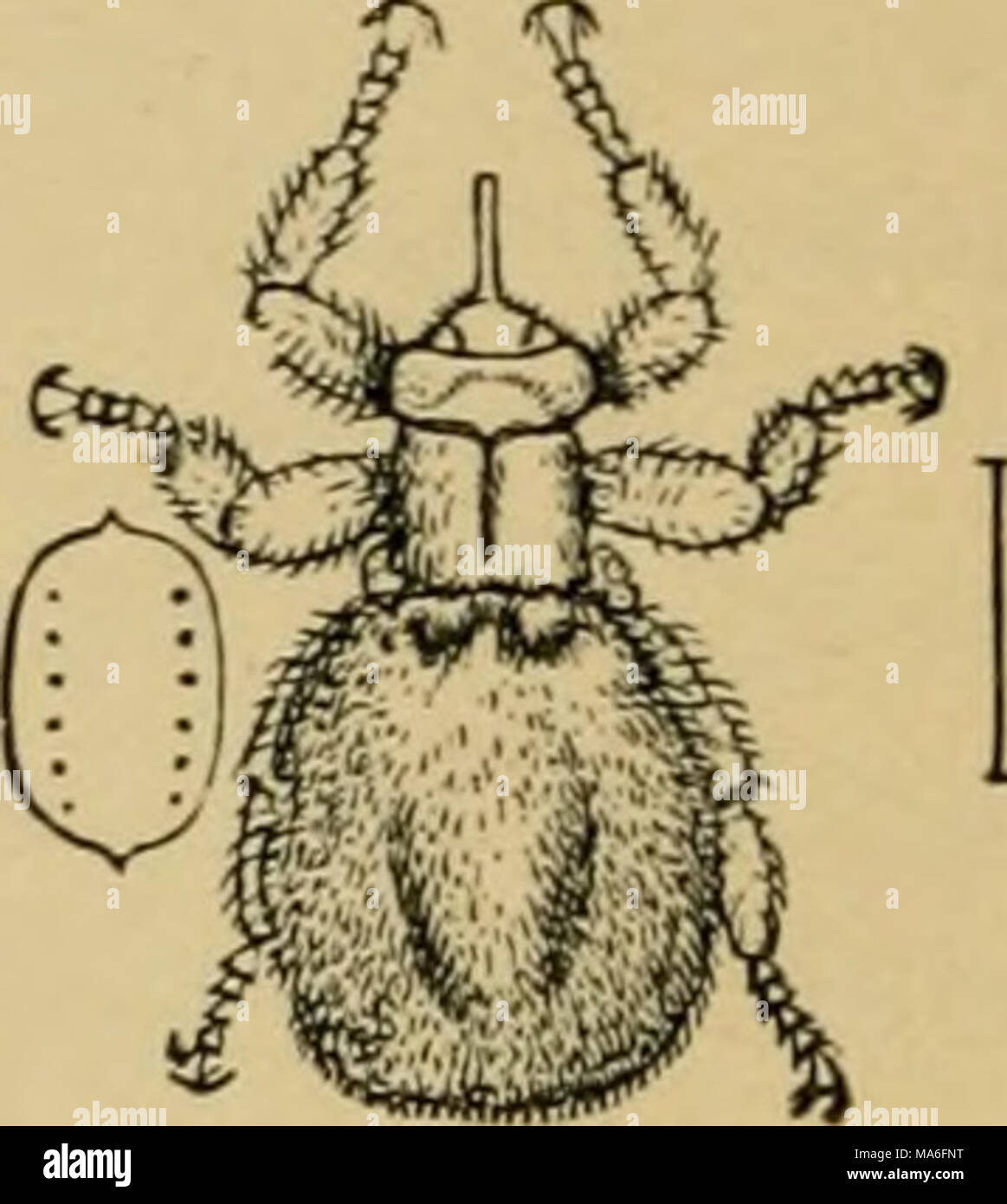 . Elementary entomology . Fig. 382. Sheep-tick {Melaphagiis ovinus ...
