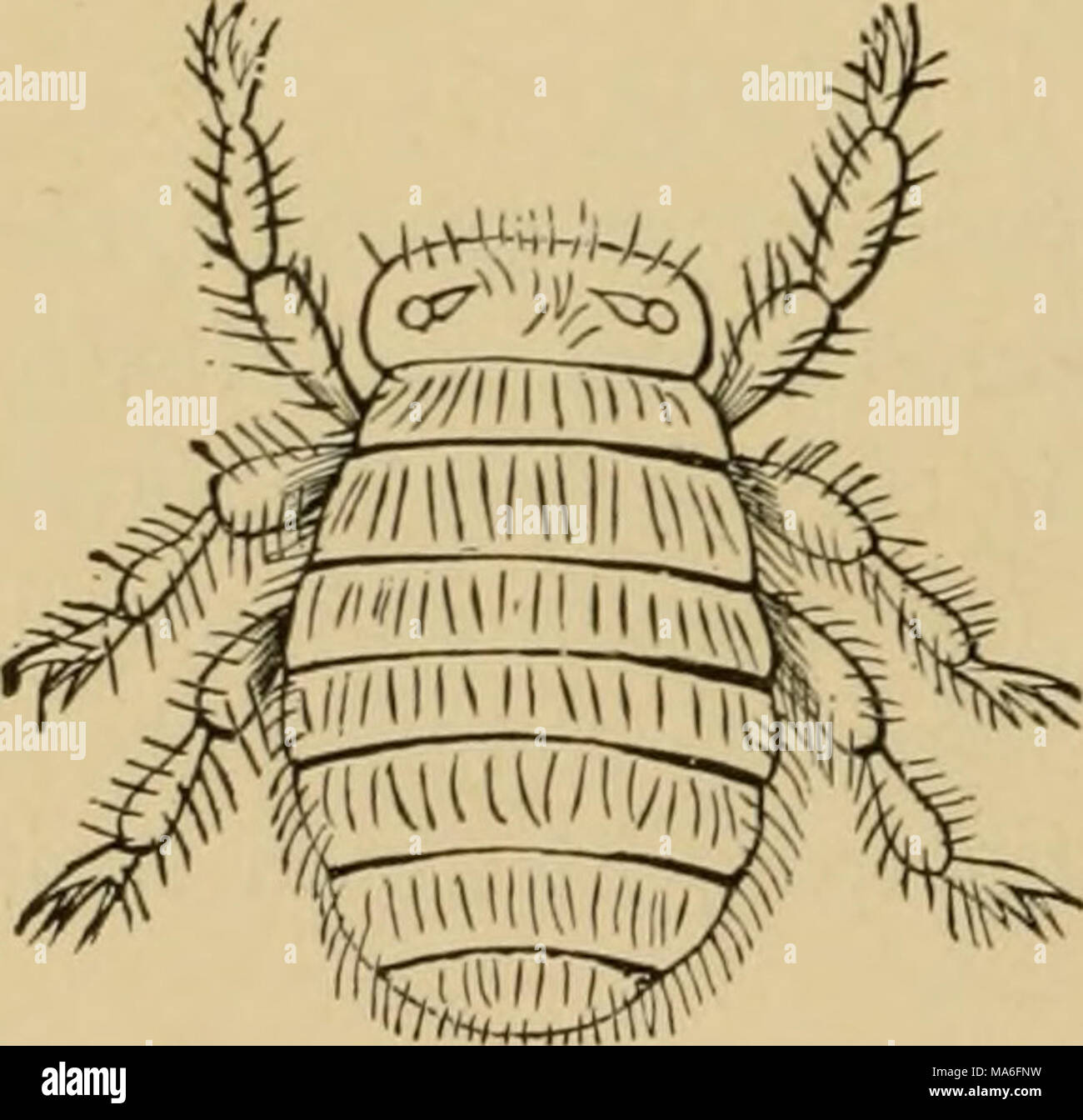 Laterally compressed hi-res stock photography and images - Alamy