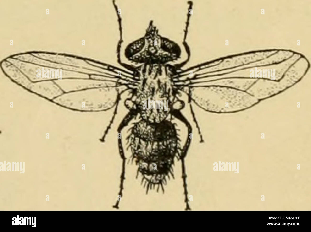 . Elementary entomology . Fig. 377. A parasitic tachina-fly and its ...