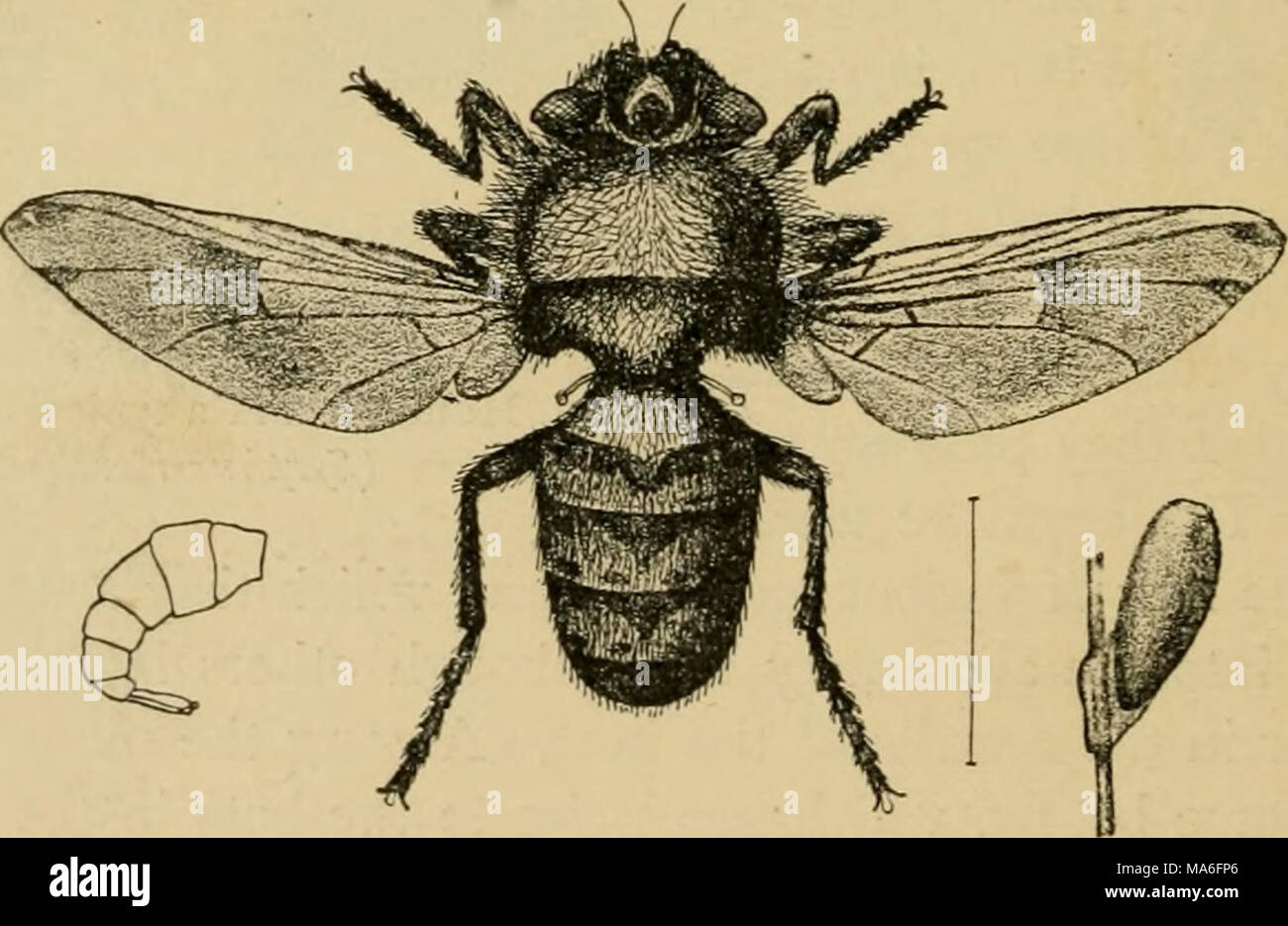 . Elementary entomology . Fig. 372. The horse bot-fly {Gastrophiliis f ...