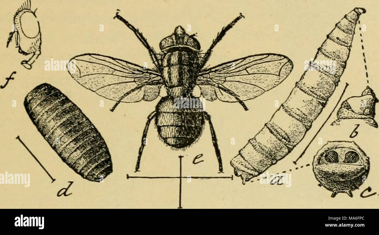 . Elementary entomology . Fig. 376. The screw-worm fly {Litcilia ...