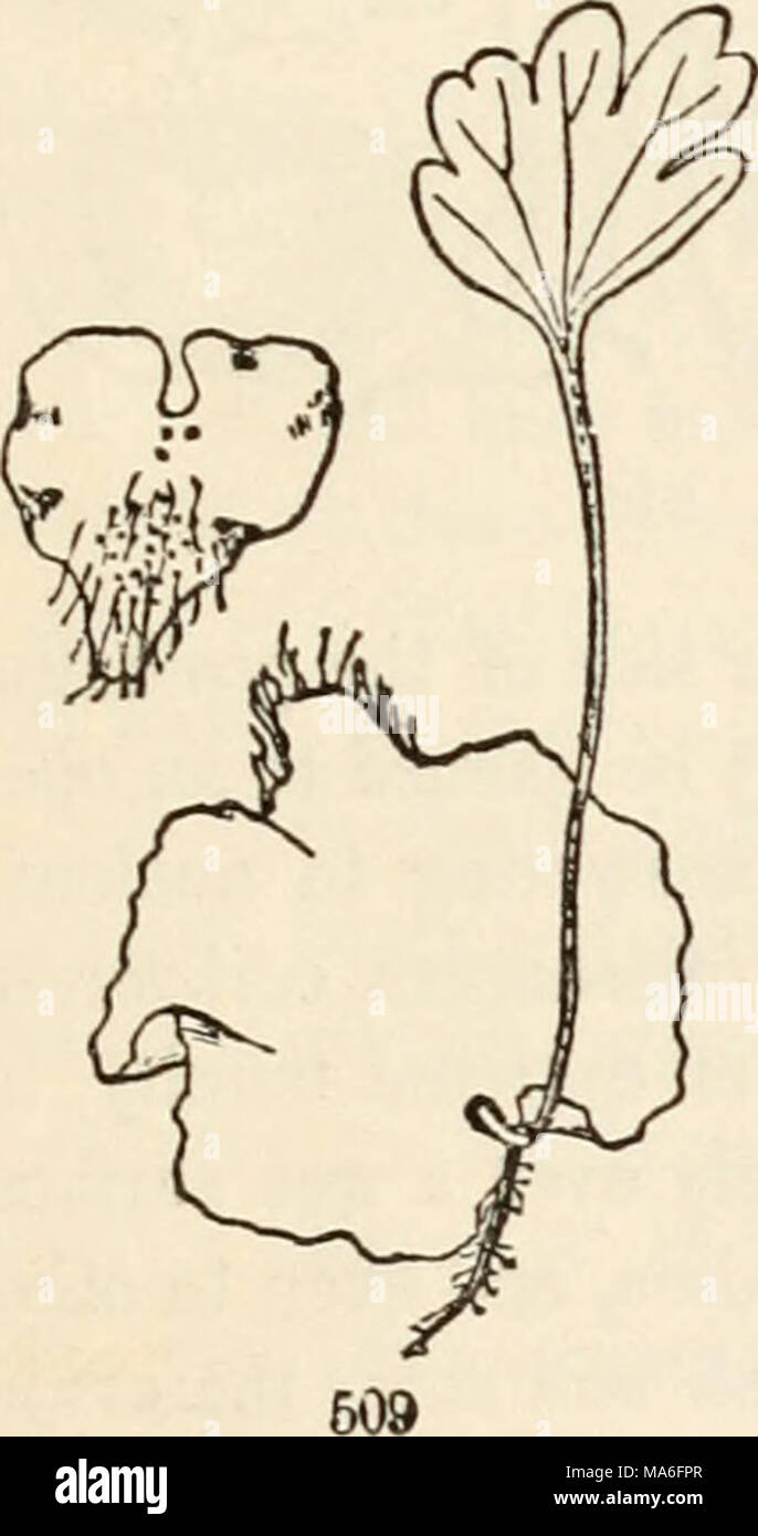 . The elements of botany for beginners and for schools Stock Photo - Alamy