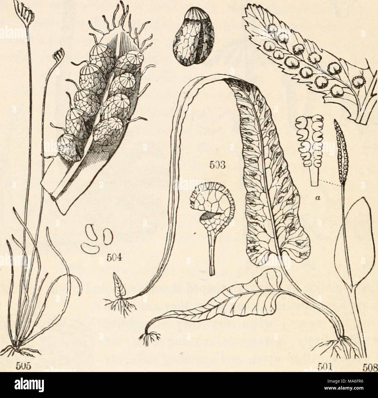 . The elements of botany for beginners and for schools Stock Photo - Alamy