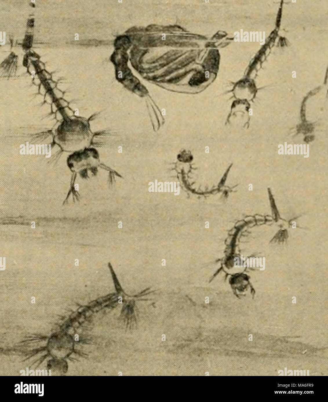. Elementary entomology . Fig. 348. Life history of a mosquito (Ciilex ...