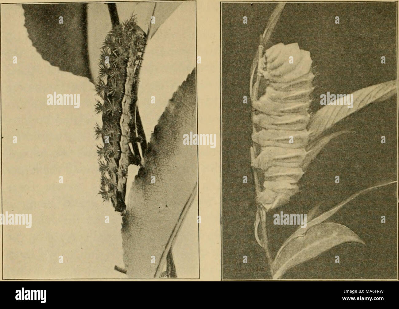 . Elementary entomology . Fig. 338. lo moth caterpillar Fig. 339 ...