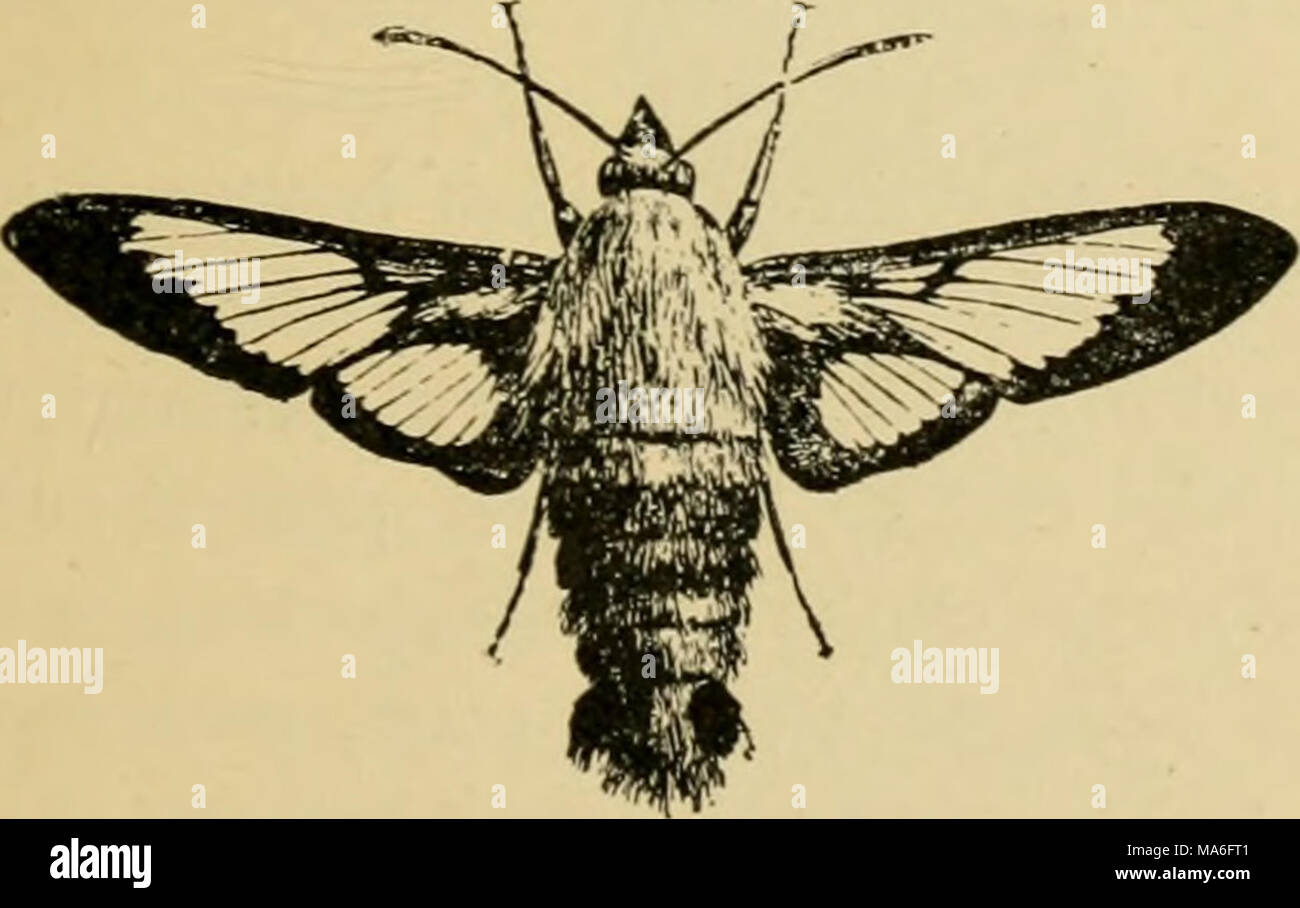 . Elementary entomology . Fig. 334. A clear-winged sphinx moth, or bee ...