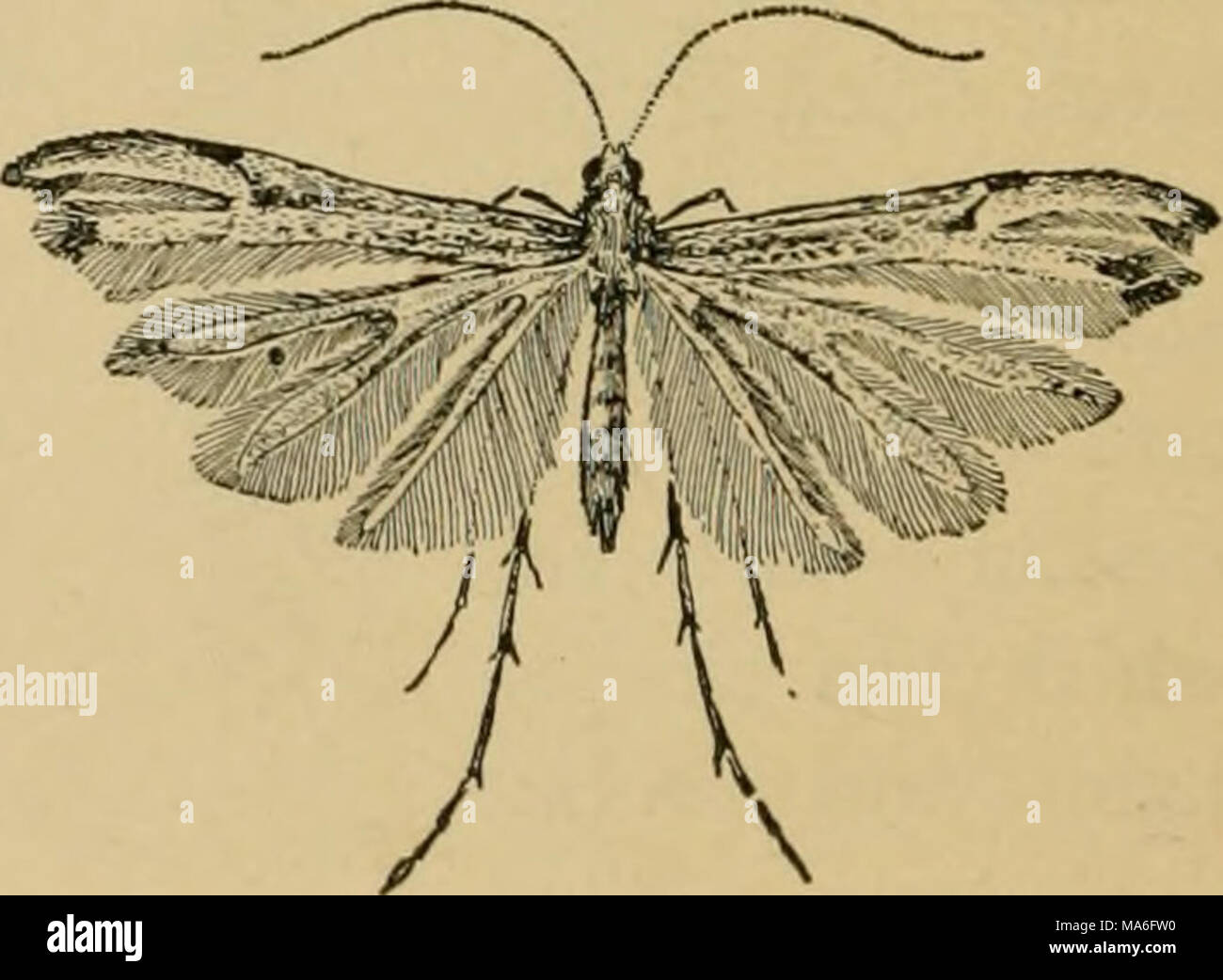 . Elementary entomology . Fig. 29S. A California moth. (Natural size ...