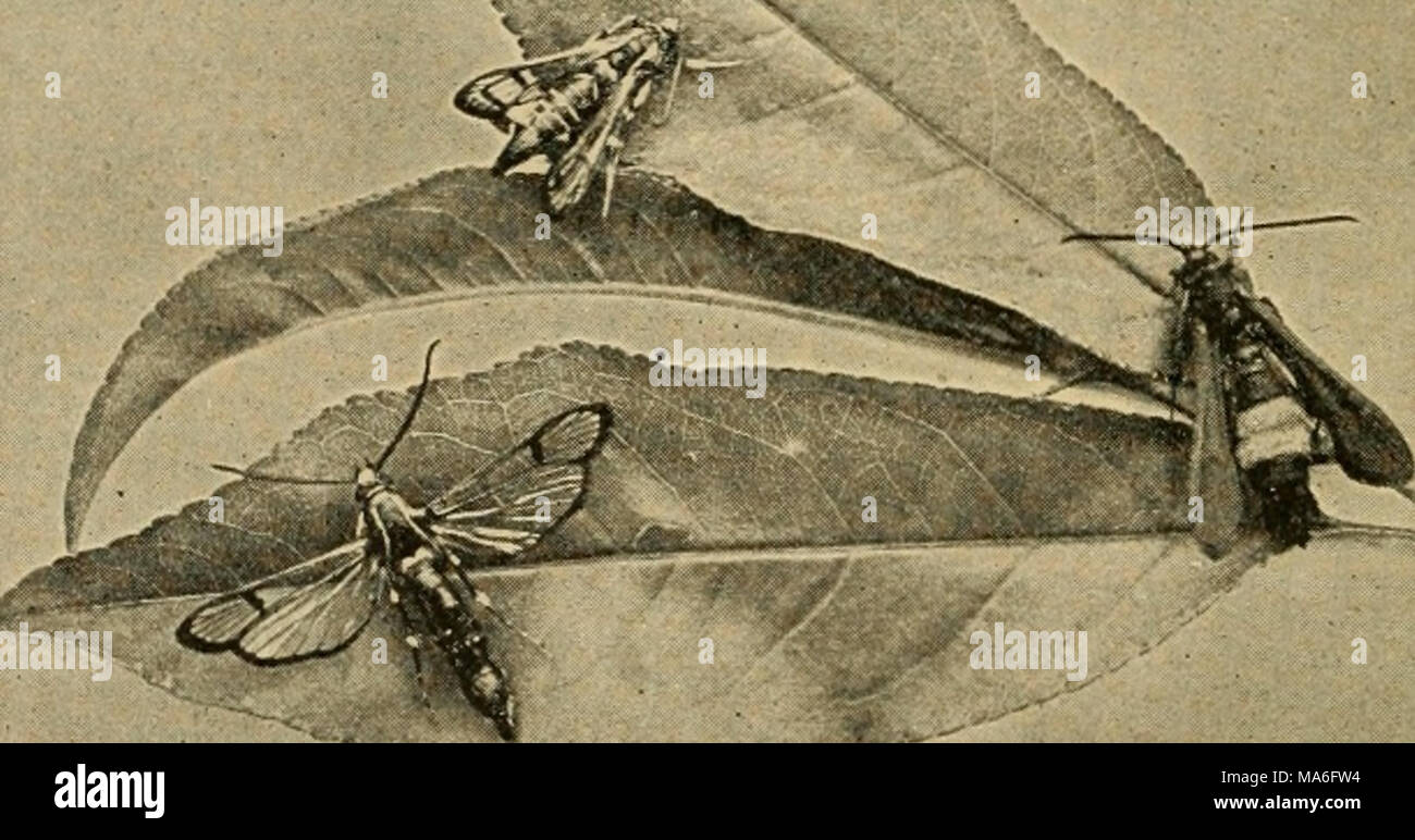. Elementary entomology . Fig. 300. Peach-tree-borer moths. (Natural ...