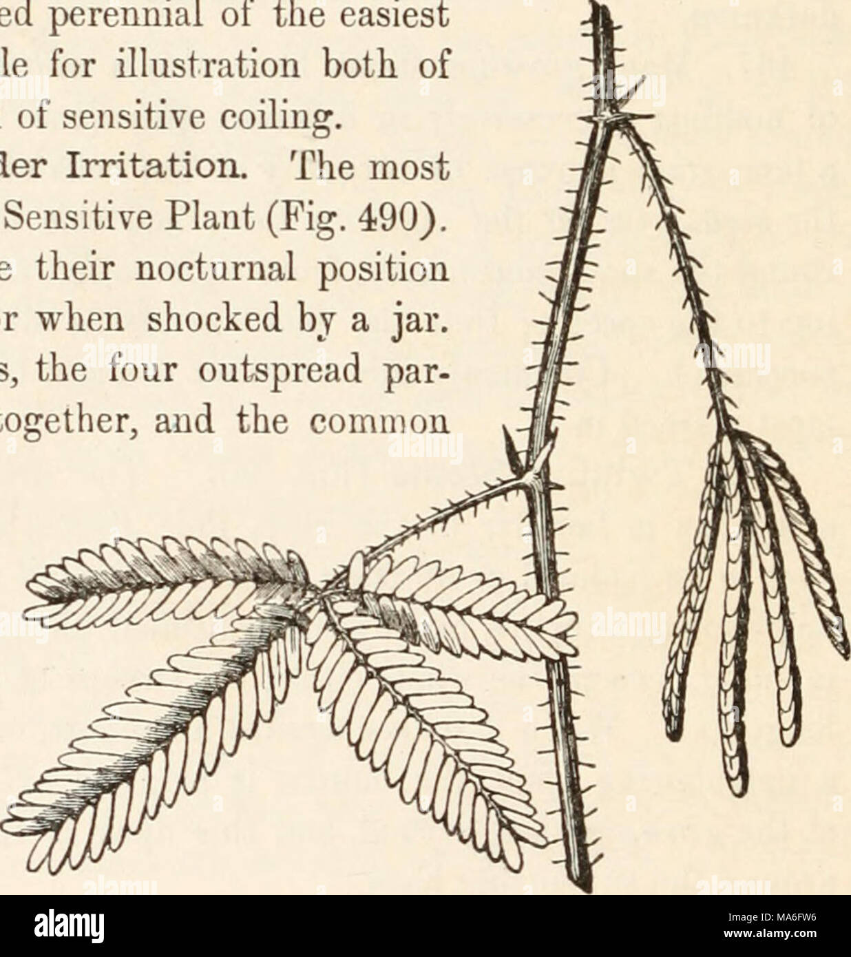 . The elements of botany for beginners and for schools Stock Photo - Alamy