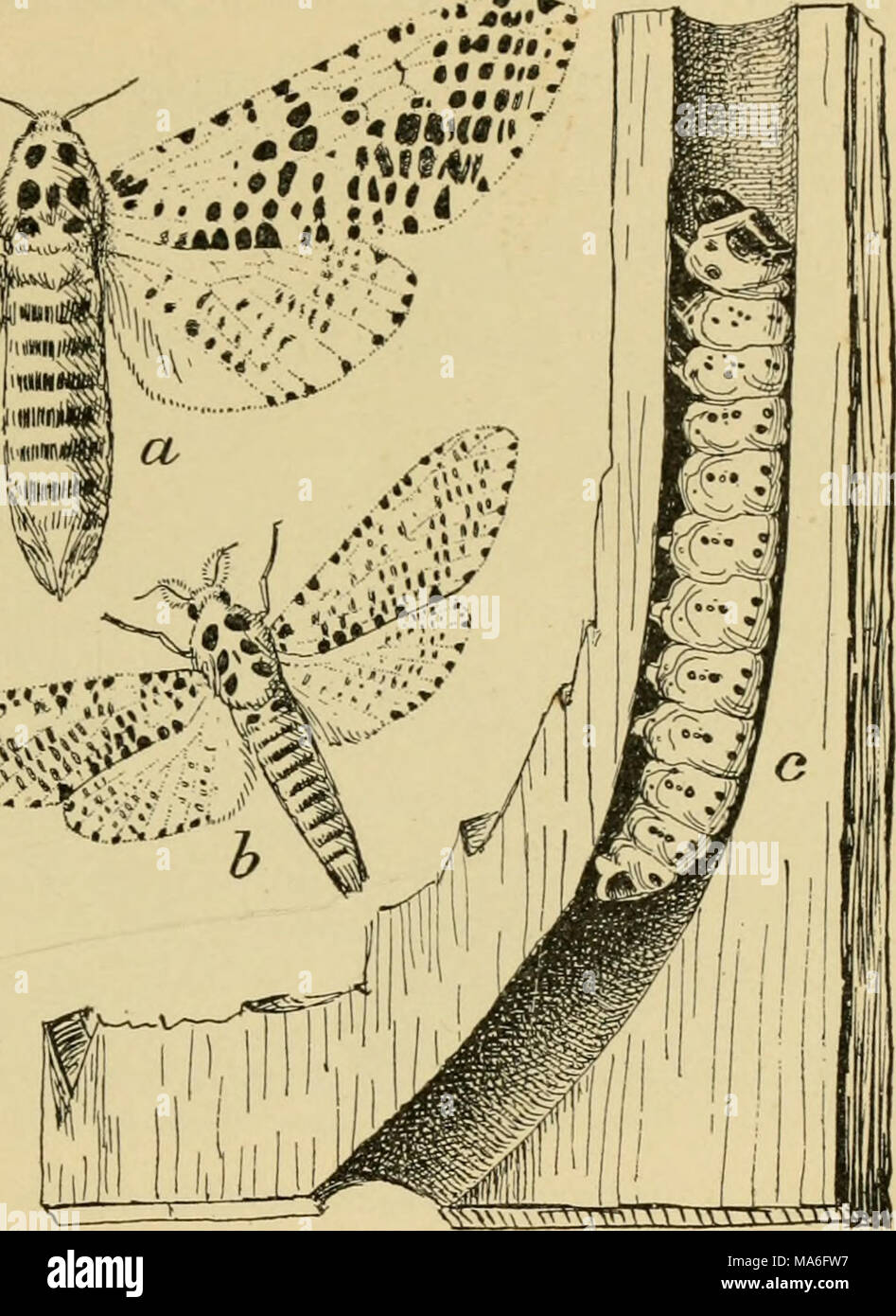 Leopard moth larva hi-res stock photography and images - Alamy
