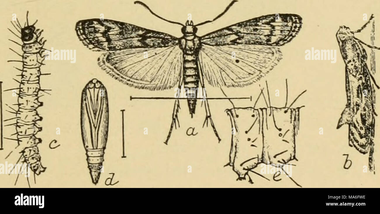 . Elementary entomology . FiG. 296. The Mediteranean flour-moth ...