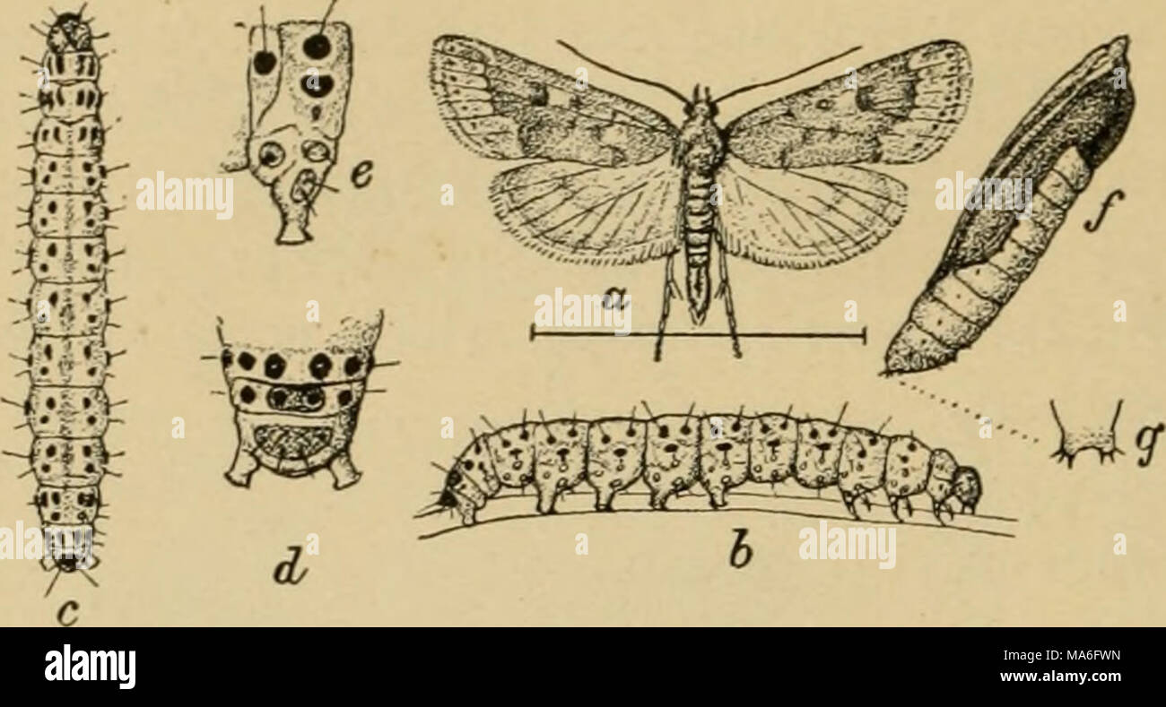 . Elementary entomology . F16. 293. The garden web-worm {Loxoategc ...