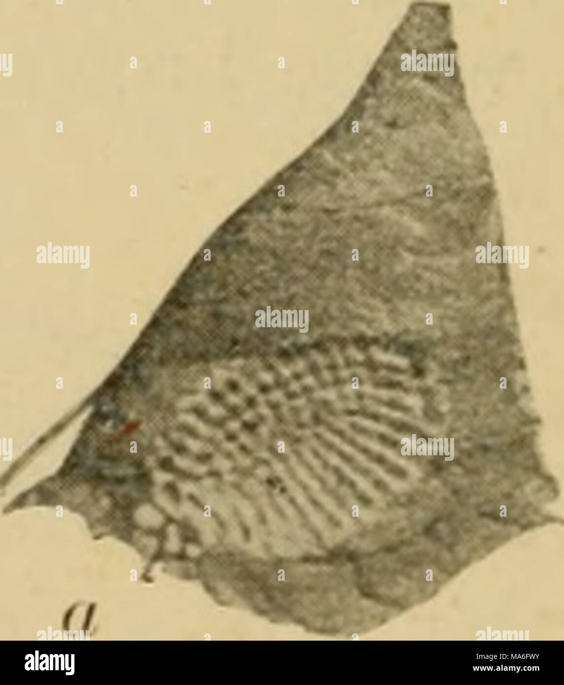 Larva larvae insect larva insect larvae physiology development ...