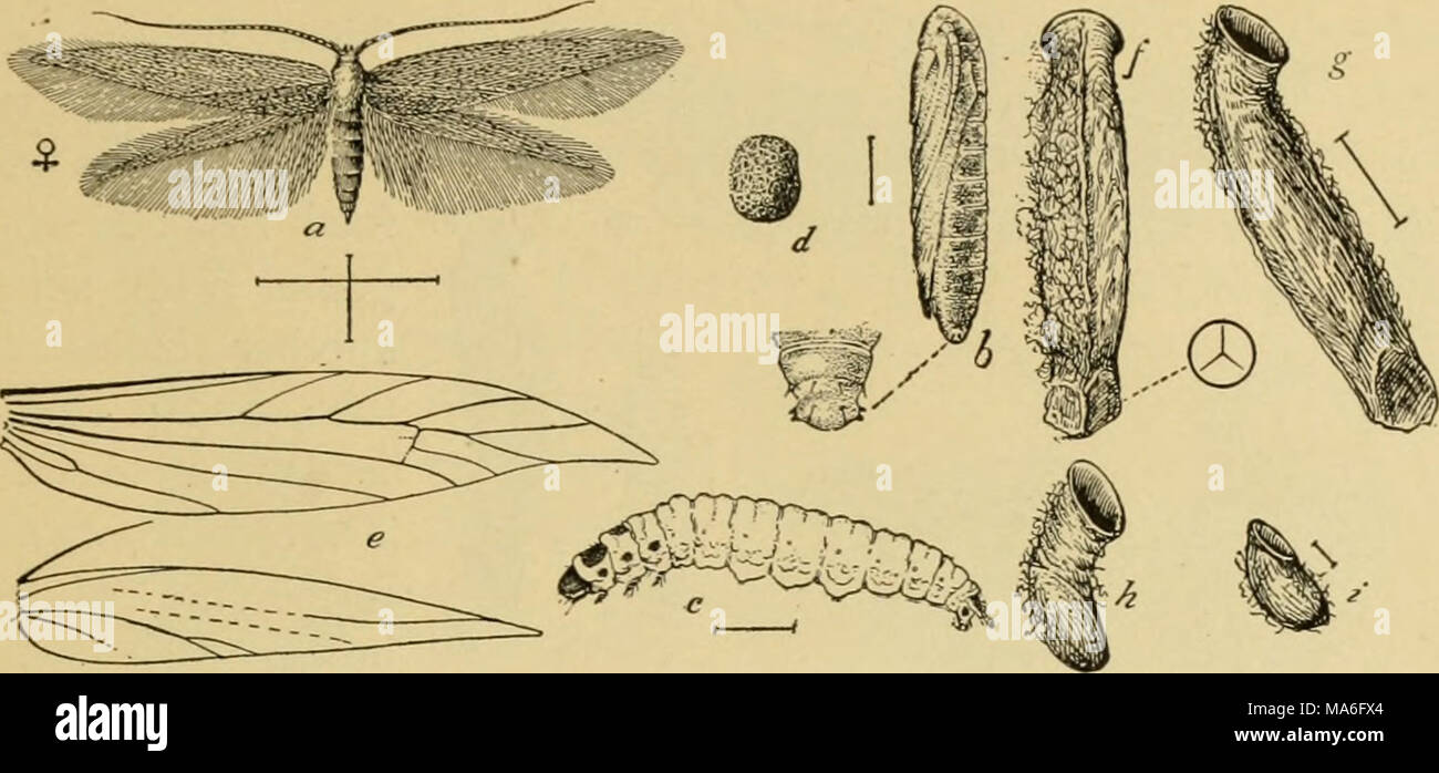 . Elementary entomology . Fig. 2S6. The cigar case-bearer. (Much ...