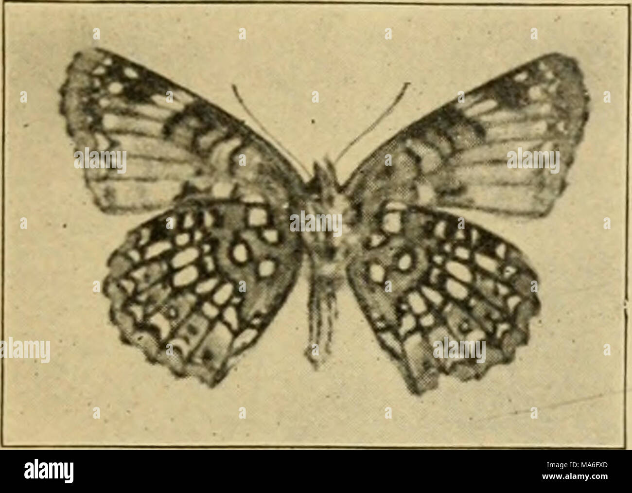 . Elementary entomology . Fig. 277. Harris's butterfly [Melitaea ...