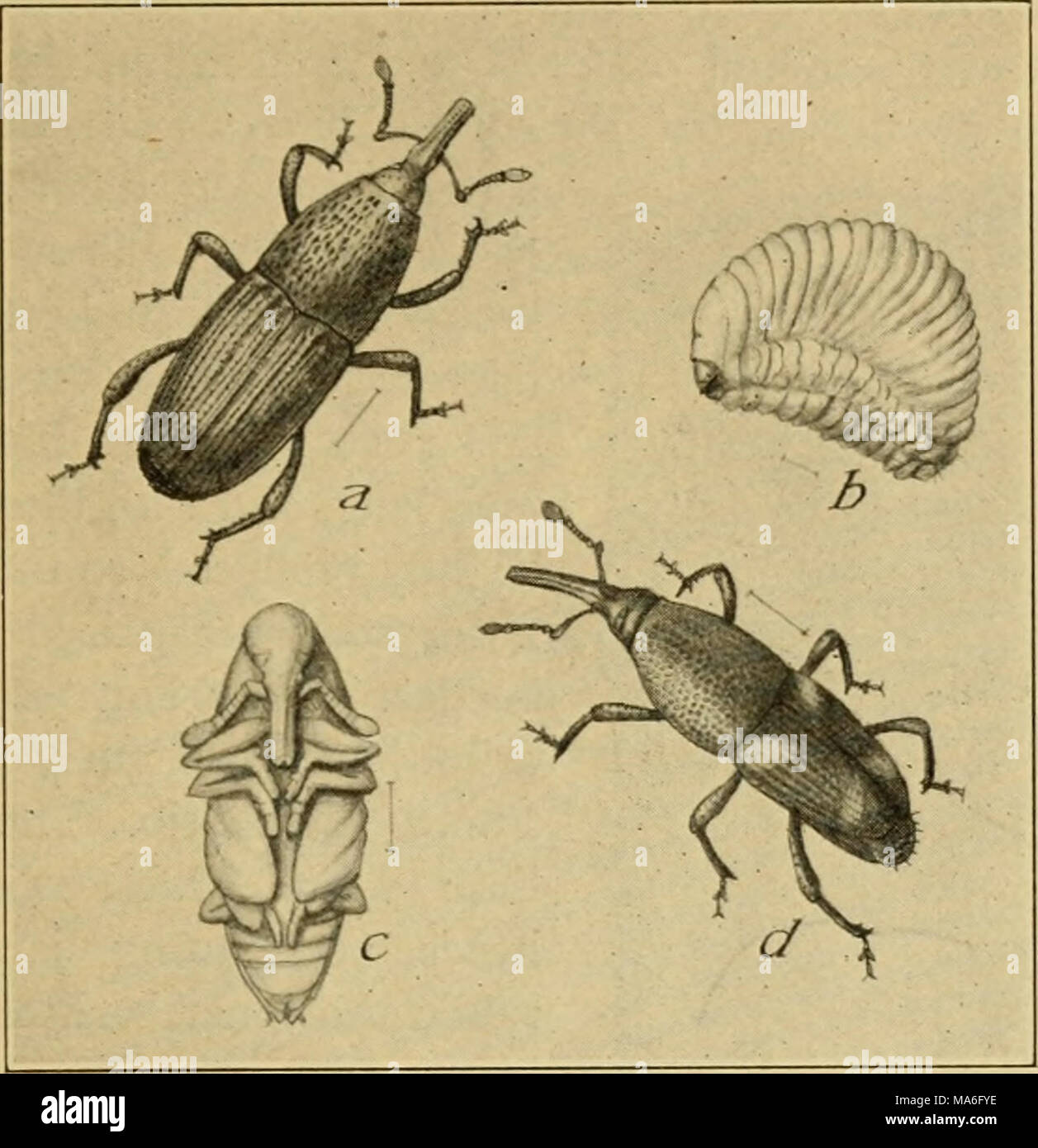 Granary Weevil Life Cycle