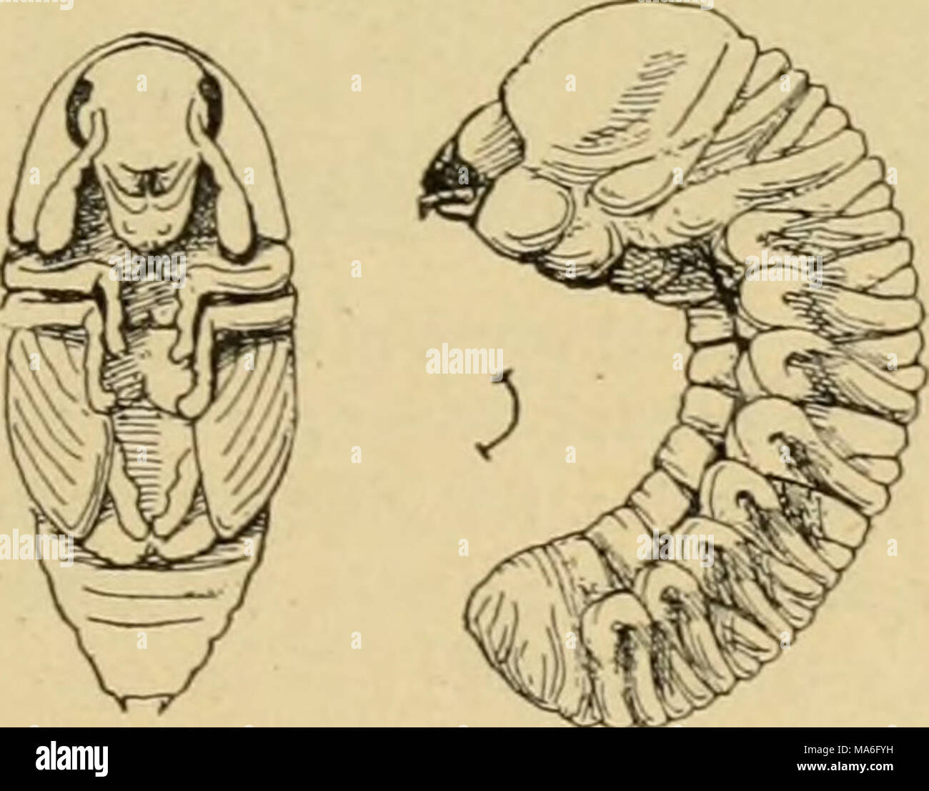 Rice weevils hi-res stock photography and images - Alamy