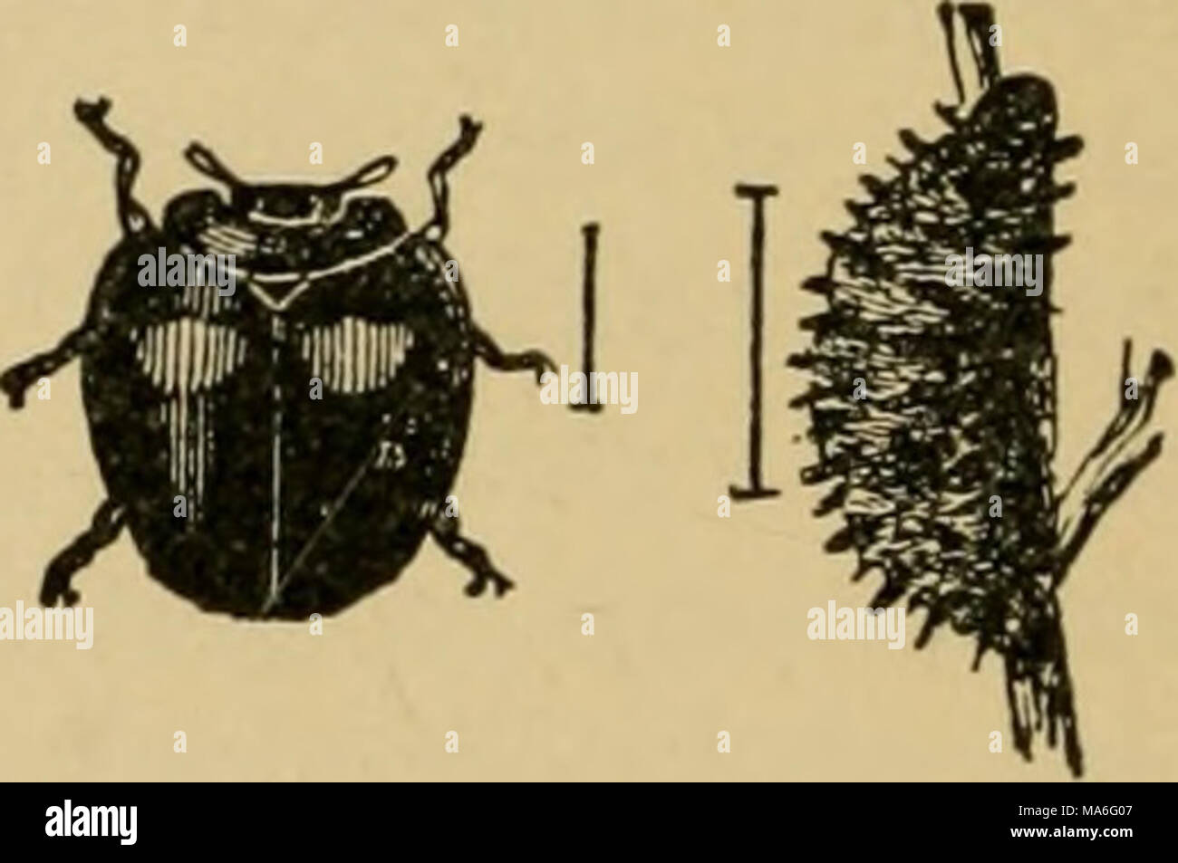 . Elementary entomology . Fig. 23S. The twice-stabbed ladybird-beetle ...