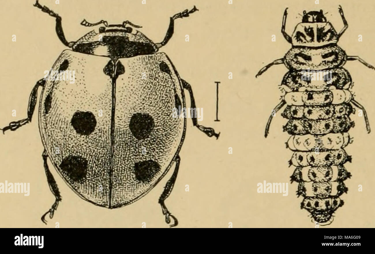 Nine spotted lady beetle hi-res stock photography and images - Alamy