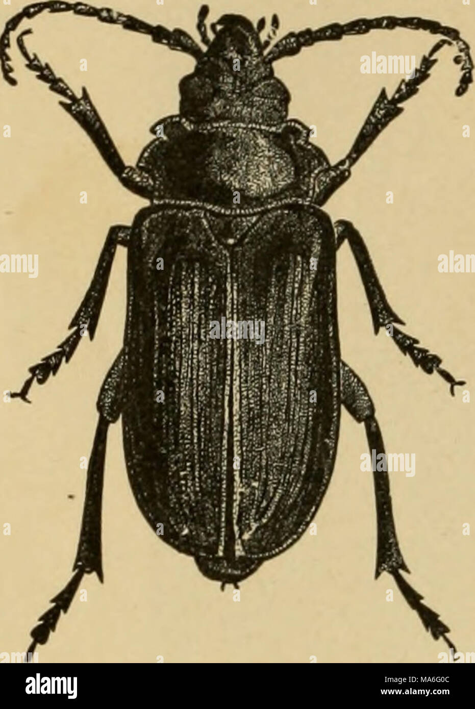 . Elementary entomology . Fig. 232. The giant root-borer (Friomis ...