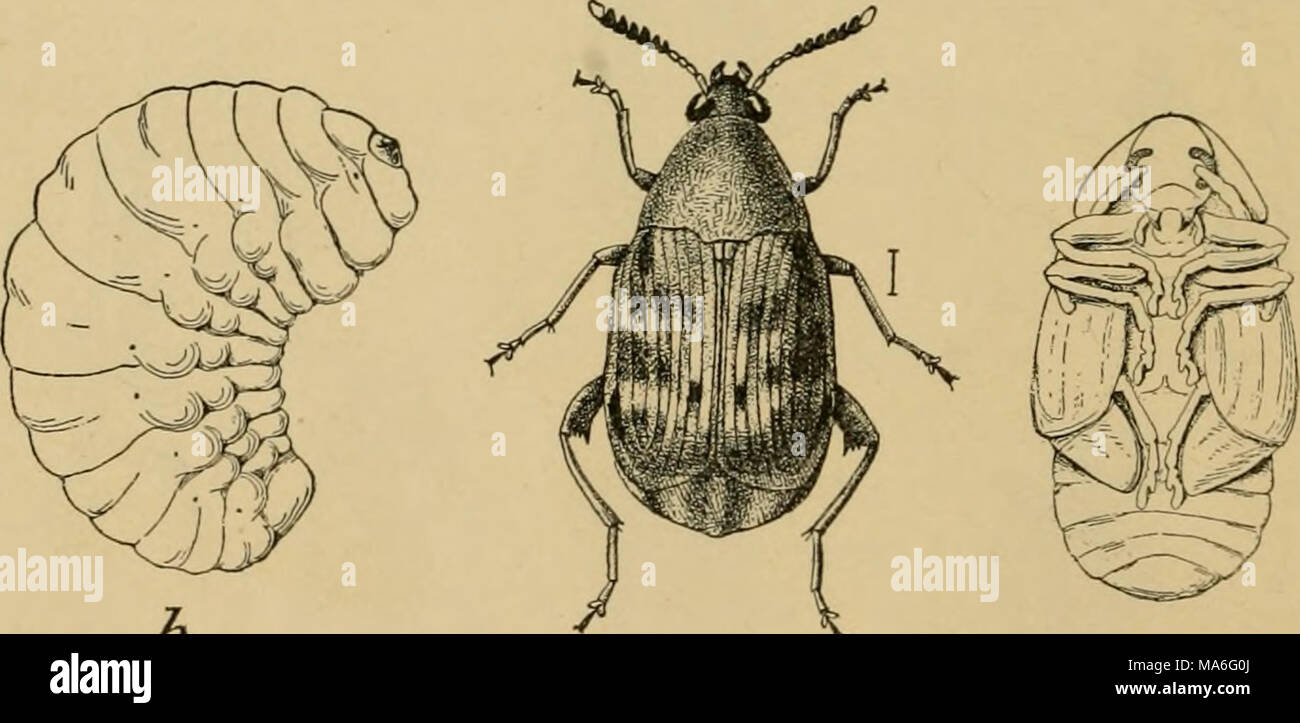 . Elementary entomology . a c Fig. 229. The common bean-weevil. (All ...