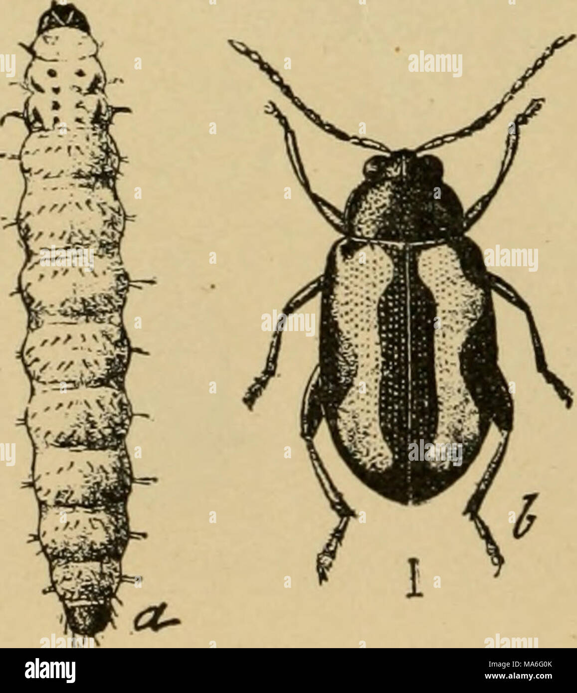 Striped turnip beetle hi-res stock photography and images - Alamy